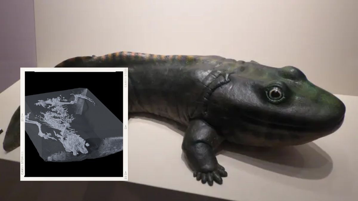 موقع أراجيك/ساعدت سحلية أحفورية صغيرة عمرها 166 مليون عام عثر عليها في ...