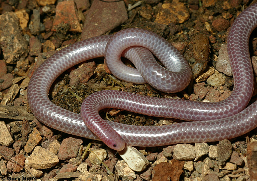 تعالوا لنتعرف على (جـ 8) : الثعابين العمياء... أصغر الثعابين في العالم